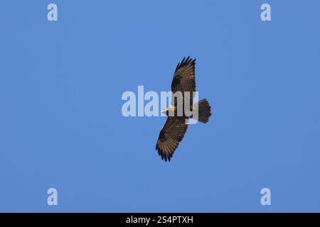 Himalayan Buzzard (Buteo refectus Stock Photo - Alamy
