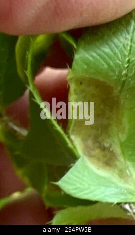 Christmas fern leaf curl (Taphrina polystichi Stock Photo - Alamy