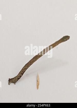 Wax Myrtle Wave (Cyclophora myrtaria Stock Photo - Alamy