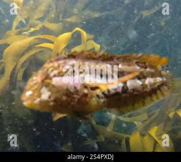 Super Klipfish (Clinus superciliosus Stock Photo - Alamy