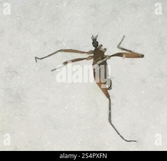 Snow Flies (Chionea Stock Photo - Alamy