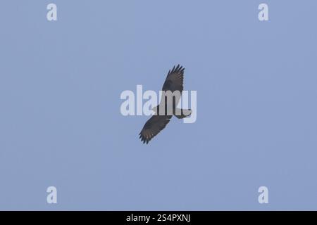 Himalayan Buzzard (Buteo refectus Stock Photo - Alamy