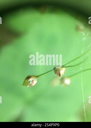 hairy woodrush (Luzula acuminata Stock Photo - Alamy