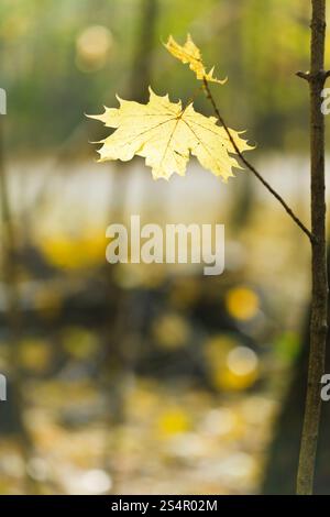 Autumn with last yellow maple leaves on trees branch in evening light Stock Photo - Alamy