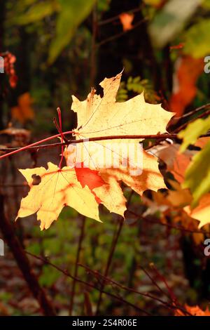 The last, yellow maple leaves on the tree. Concept, autumn is leaving. High quality photo Stock ...