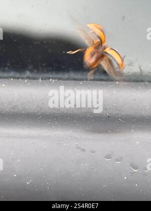 Striped Ladybird (Micraspis frenata Stock Photo - Alamy