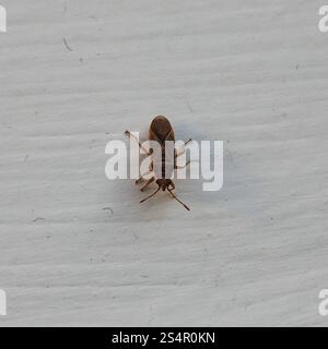 plane groundbug (Arocatus longiceps Stock Photo - Alamy