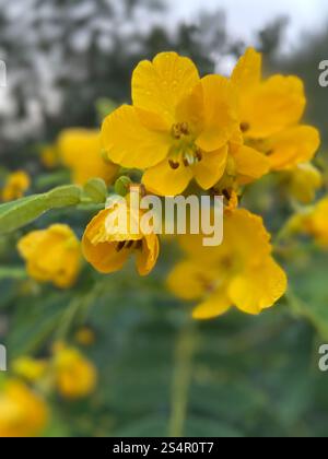 Buttercup Bush (Senna multiglandulosa Stock Photo - Alamy