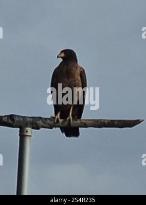 Rufous Crab Hawk (Buteogallus aequinoctialis Stock Photo - Alamy