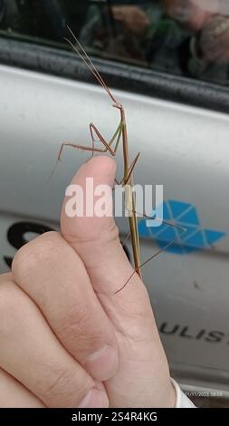 Brunner's Stick Mantises (Brunneria Stock Photo - Alamy