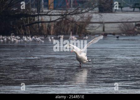 Mute swan skating over a frozen pool with wings flapping Stock Photo ...