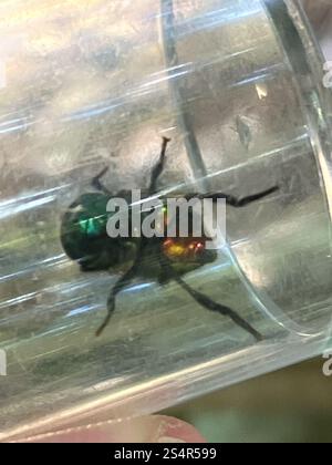 Green Jewel Fly (Ornidia obesa) Insecta Stock Photo - Alamy