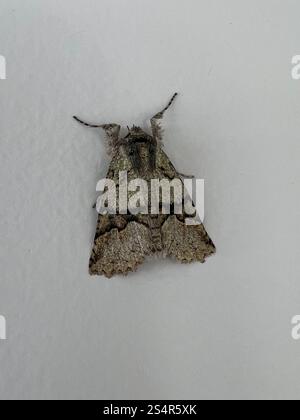 Forest Semilooper (Declana floccosa Stock Photo - Alamy