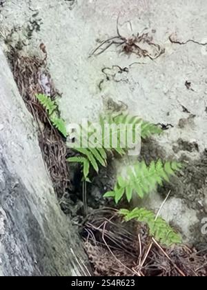 Soft Fern (Christella dentata Stock Photo - Alamy