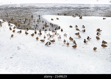 Wild ducks on frozen lake Stock Photo - Alamy