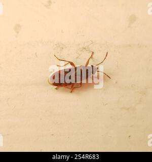 plane groundbug (Arocatus longiceps Stock Photo - Alamy