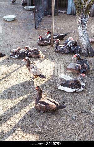 Ducks on the country yard. Domestic birds Stock Photo - Alamy
