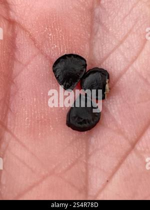 Eastern False Aloe (Manfreda virginica Stock Photo - Alamy