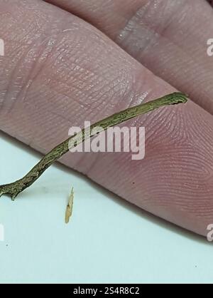 Wax Myrtle Wave (Cyclophora myrtaria Stock Photo - Alamy