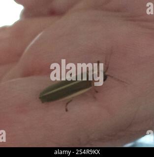 typical fireflies (Lampyrinae Stock Photo - Alamy