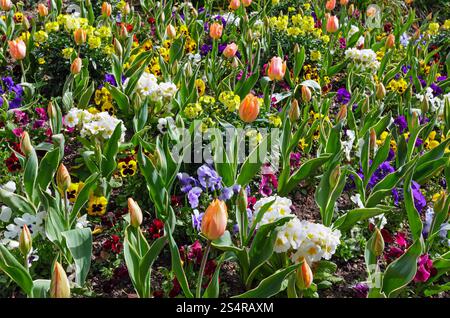 Beautiful red flowers. Spring time Stock Photo - Alamy