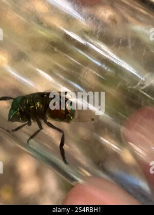Green Jewel Fly (Ornidia obesa), Insecta, Florida, US Stock Photo - Alamy
