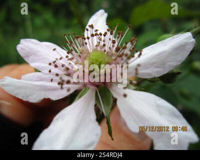 White Bramble (Rubus rigidus Stock Photo - Alamy