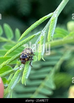 Case-bearing Leaf Beetles (Cryptocephalinae Stock Photo - Alamy