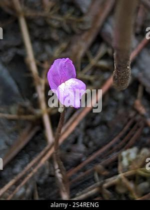 Purple Bladderwort (Utricularia purpurea Stock Photo - Alamy