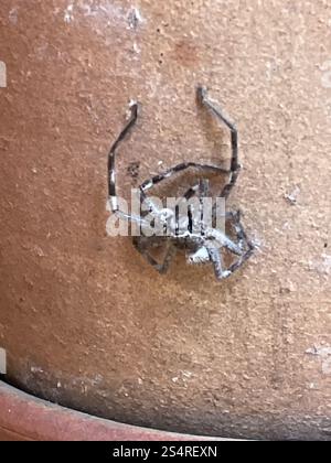 Victorian Huntsman Spider (Isopedella victorialis Stock Photo - Alamy