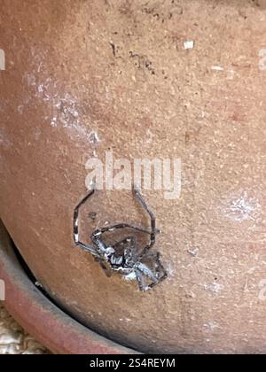Victorian Huntsman Spider (Isopedella victorialis Stock Photo - Alamy