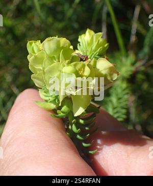 Wild Spurge (Euphorbia natalensis Stock Photo - Alamy