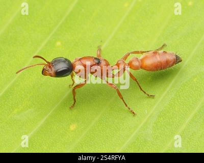 Gracilis-group Twig Ants (Pseudomyrmex gracilis Stock Photo - Alamy
