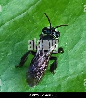 Apine Bees (Apinae Stock Photo - Alamy