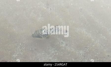 Evileye Blaasop (Amblyrhynchote honckenii Stock Photo - Alamy