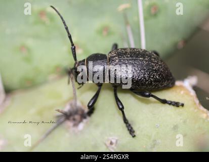 Cactus Longhorn Beetles (Moneilema Stock Photo - Alamy