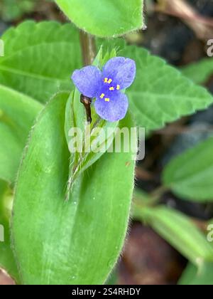 Blue Ears (Cyanotis Stock Photo - Alamy