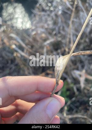 river wild rye (Elymus riparius) Plantae Stock Photo - Alamy