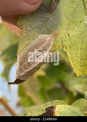 Southern Flannel Moth (Megalopyge opercularis) Insecta Stock Photo - Alamy