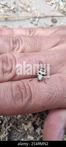 Bordered Plant Bugs (Largidae Stock Photo - Alamy