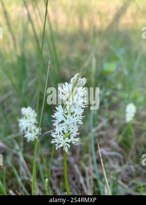 Sticky False Asphodel (Triantha glutinosa Stock Photo - Alamy