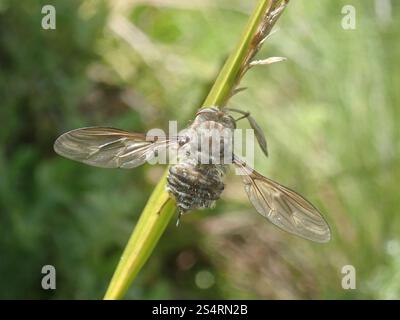 Common Tanglevein Fly (Prosoeca ganglbaueri), Insecta, Ehlanzeni ...