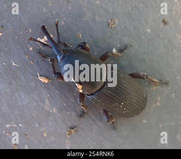 Sisal Weevil (Scyphophorus acupunctatus Stock Photo - Alamy