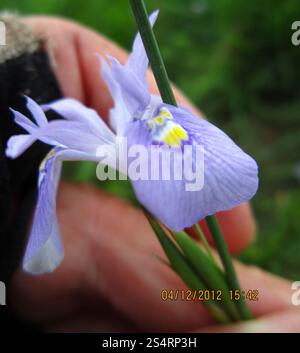 Blue Tulp (Moraea elliotii Stock Photo - Alamy