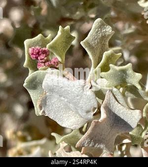 Desert Holly (Atriplex hymenelytra Stock Photo - Alamy