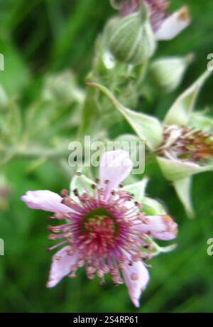 White Bramble (Rubus rigidus Stock Photo - Alamy