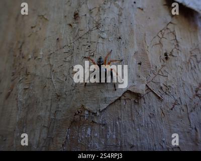 Cast-iron Jumping Spider (Zenodorus metallescens), Arachnida, Cooktown ...