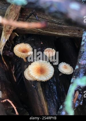 Sulcate Sunhead (Heliocybe sulcata Stock Photo - Alamy