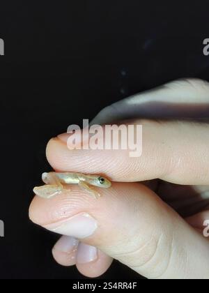 Lesser Tree Frog (Dendropsophus minutus Stock Photo - Alamy