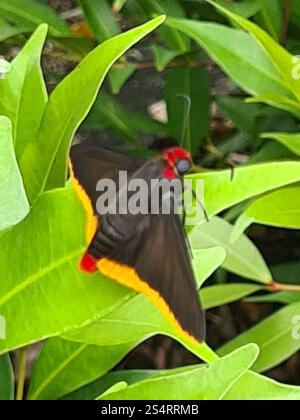 Yellow-edged Firetip (Pyrrhopyge amyclas), Insecta, Beekhuizen ...